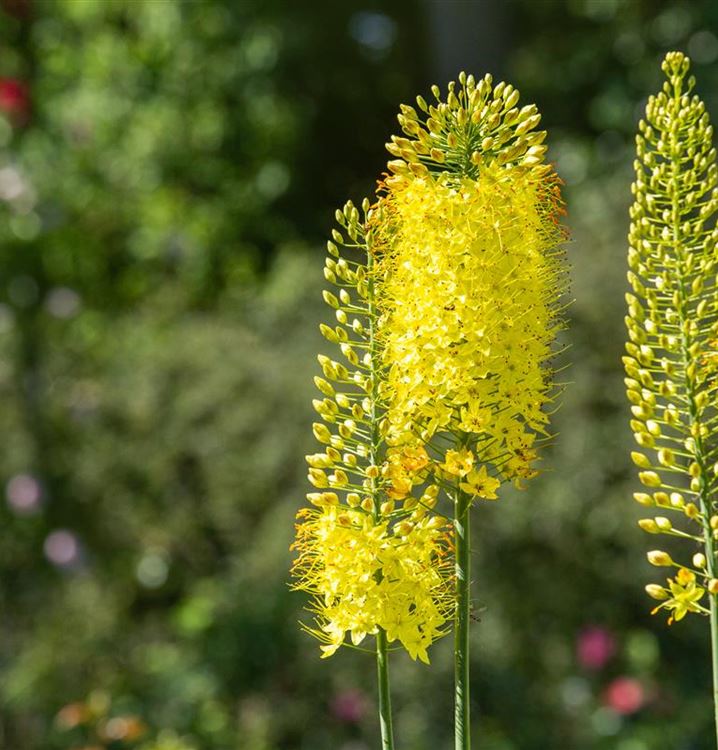 Eremurus stenophyllus (Syn. E. bungei)