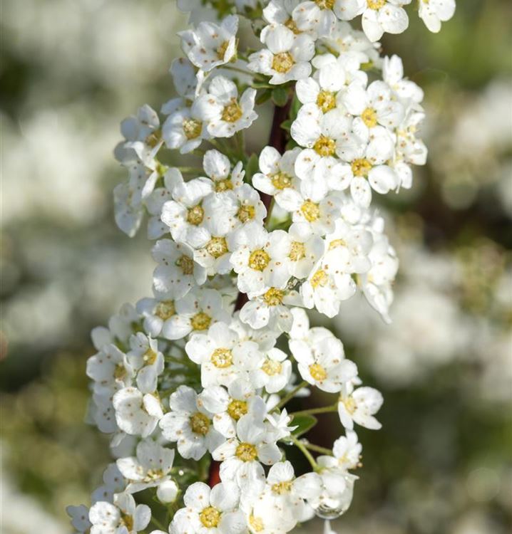 Spiraea cinerea (x) 'Grefsheim'