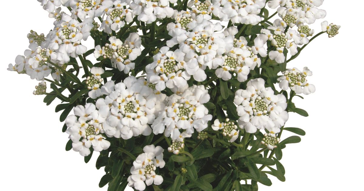 Iberis sempervirens 'Masterpiece'