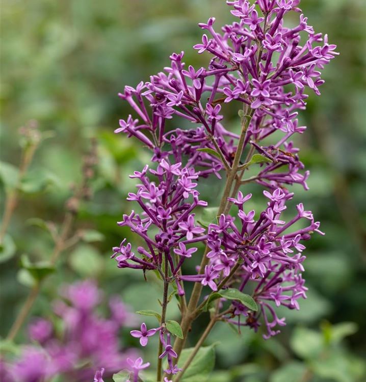 Syringa 'Bloomerang Dark Purple'