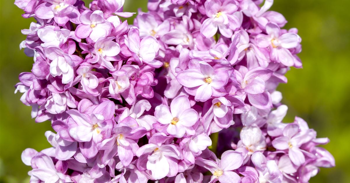 Syringa vulgaris 'Ludwig Spaeth'