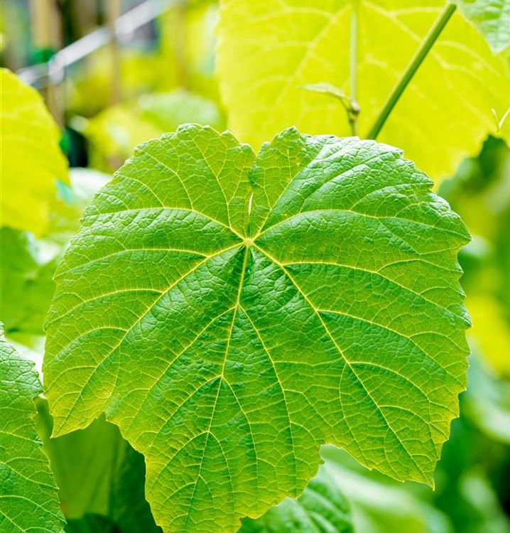 Vitis (Weinrebe) 'Venus'