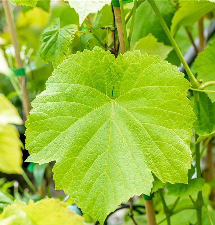 Vitis (Weinrebe) 'Venus'