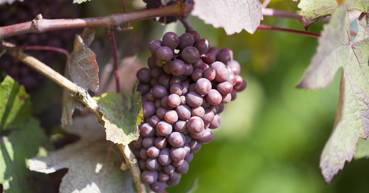 Vitis 'New York' Muskat blau