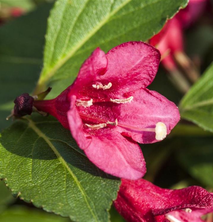 Weigela 'Minuet'