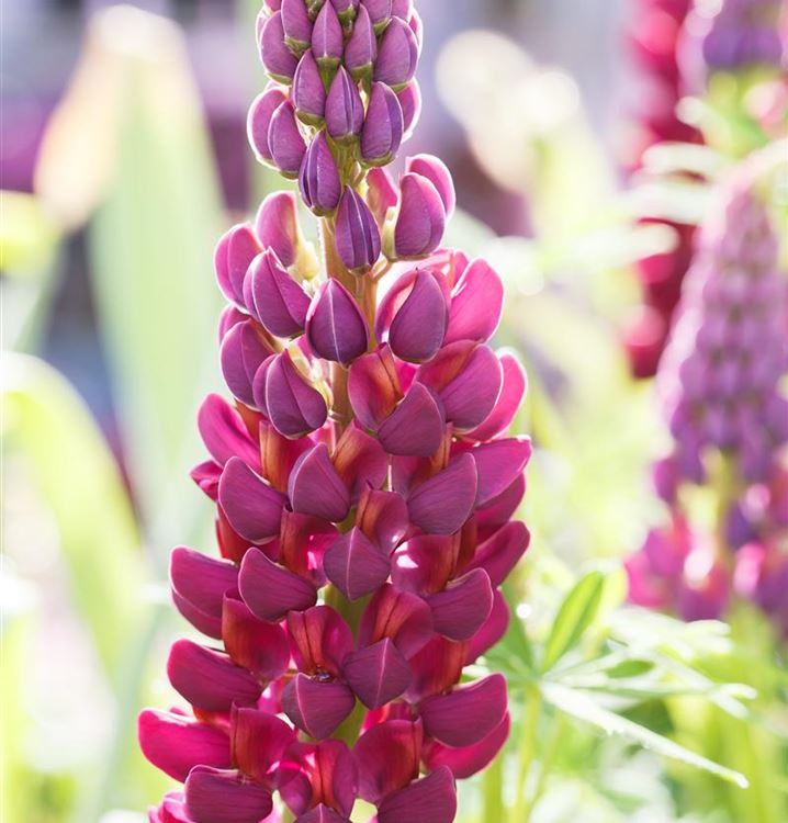 Lupinus West Country 'Masterpiece'