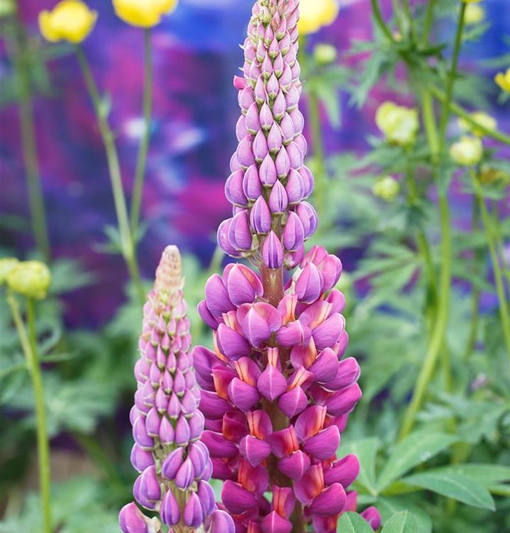 Lupinus West Country 'Masterpiece'