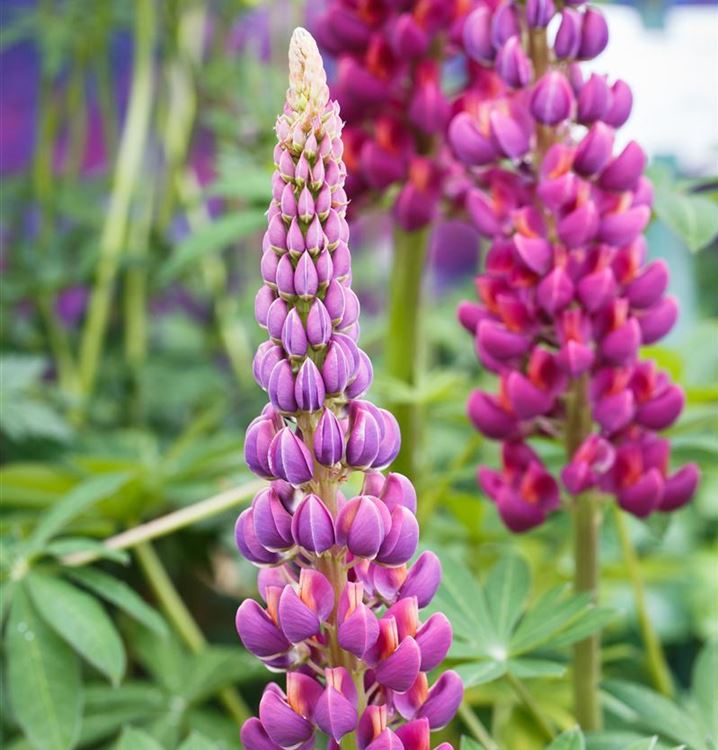 Lupinus West Country 'Masterpiece'