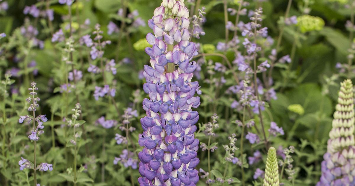 Lupinus West Country 'Persian Slipper'