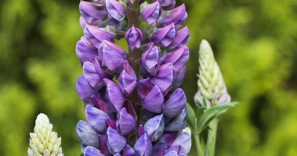 Lupinus polyphyllus 'Nanus Gallery Blau'