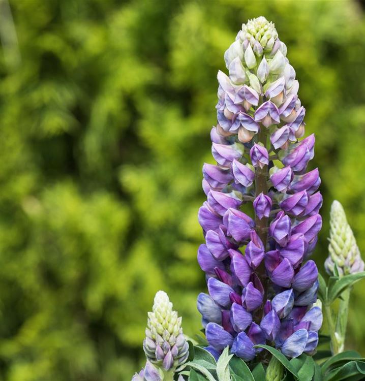 Lupinus polyphyllus 'Nanus Gallery Blau'