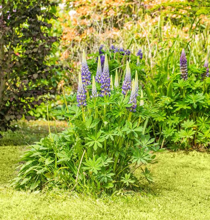 Lupinus polyphyllus 'Nanus Gallery Blau'