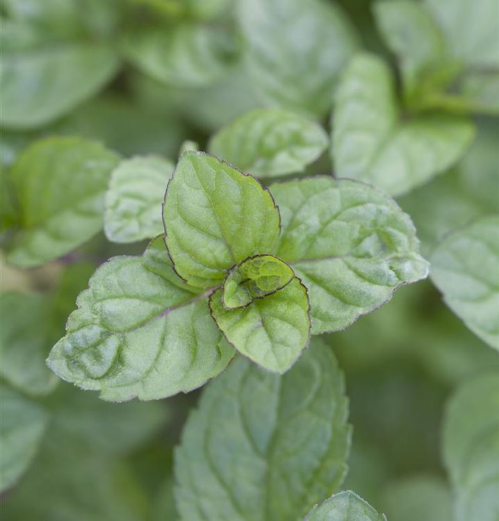Mentha x piperita var. citrata 'Grapefruit'