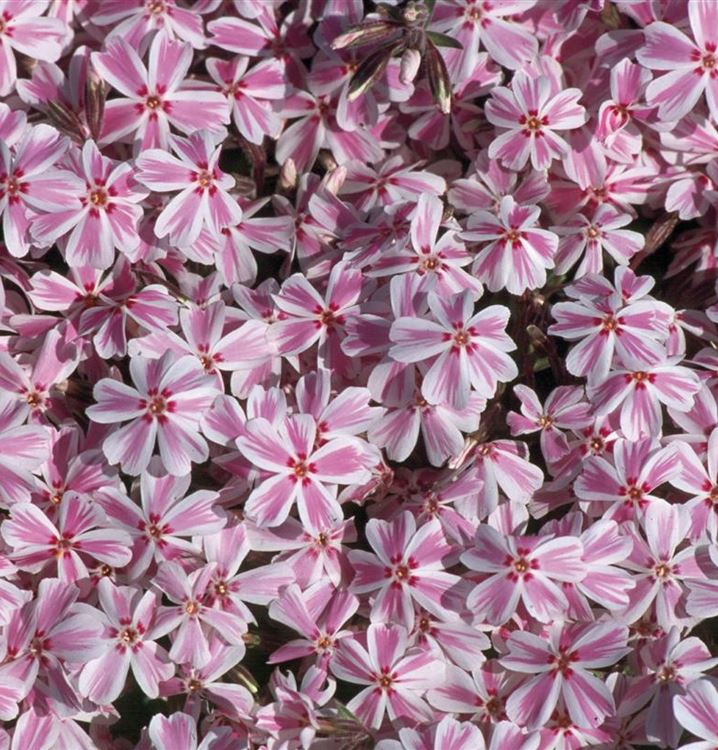 Phlox (Subulata-Gruppe) 'Candy Stripes'