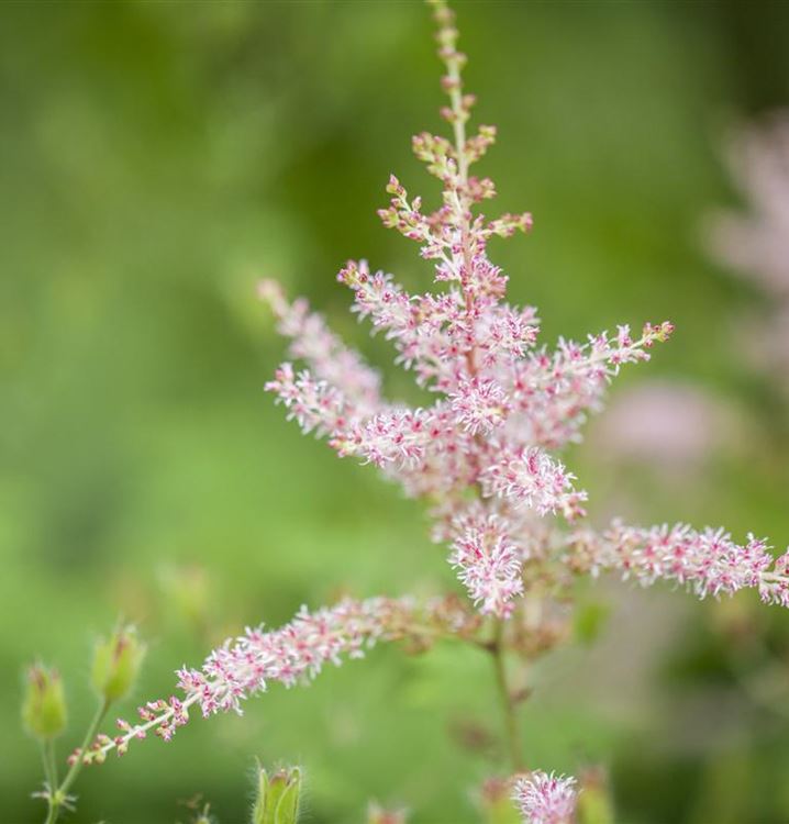 Astilbe chinensis 'Spotlight'