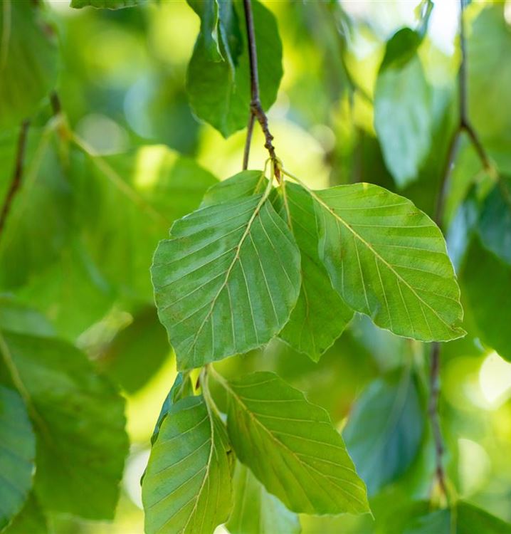 Fagus sylvatica 'Pendula'