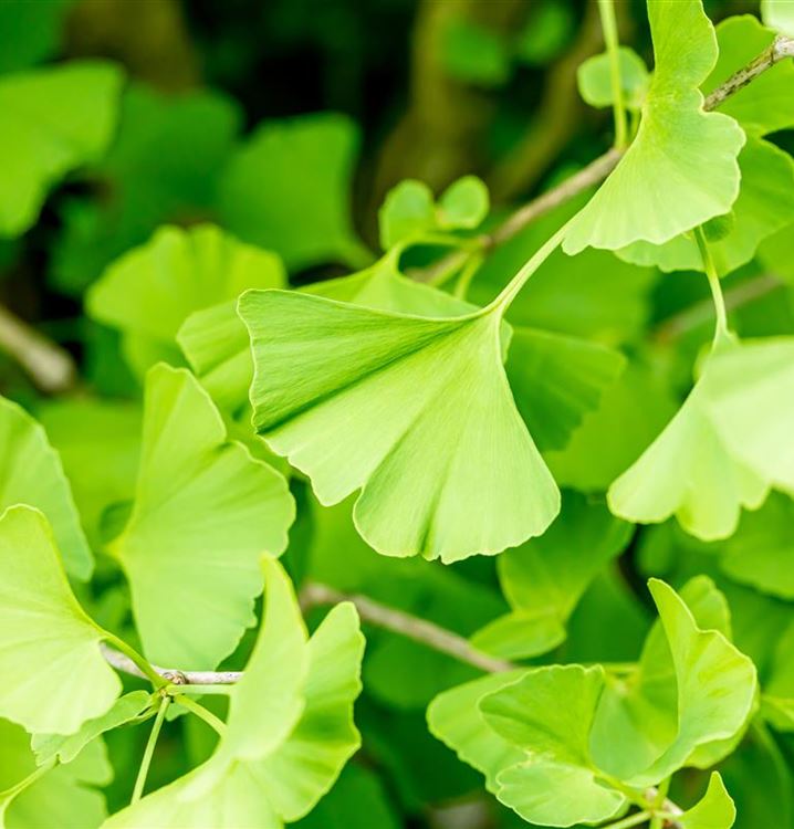 Ginkgo biloba 'Fastigiata'