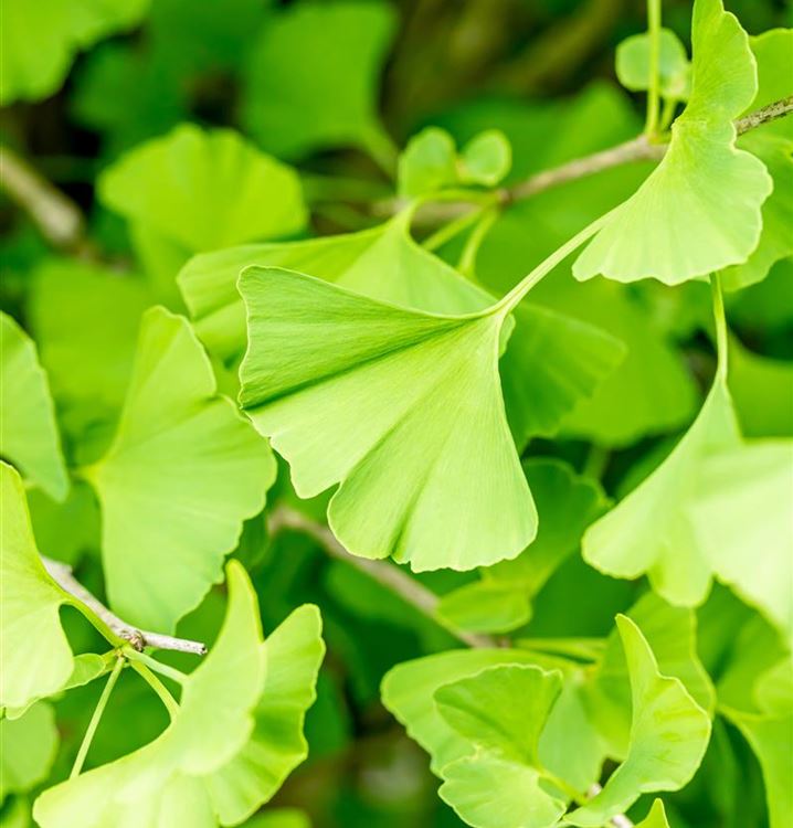 Ginkgo biloba 'Fastigiata'
