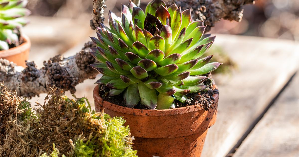Sempervivum grün- rot
