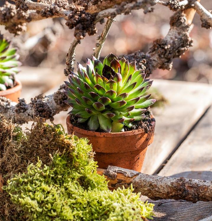 Sempervivum grün- rot