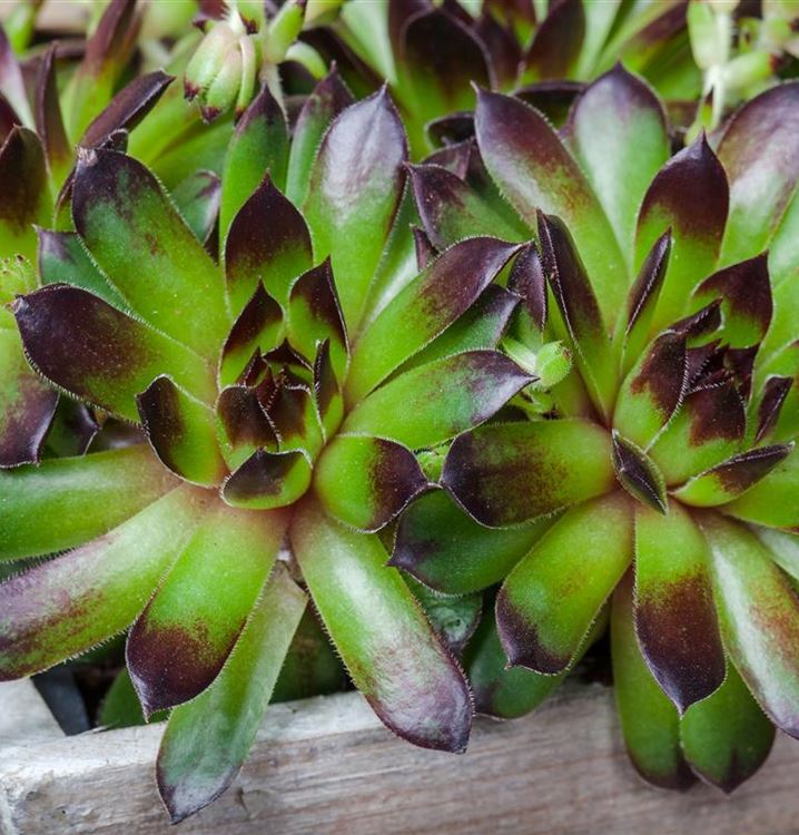 Sempervivum grün- rot