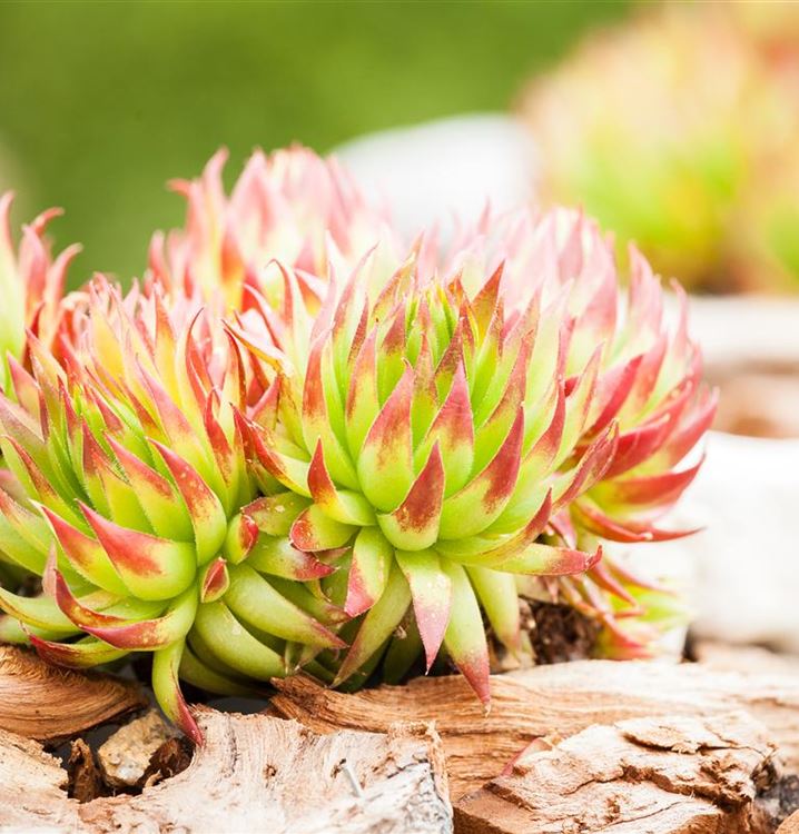 Sempervivum grün- rot