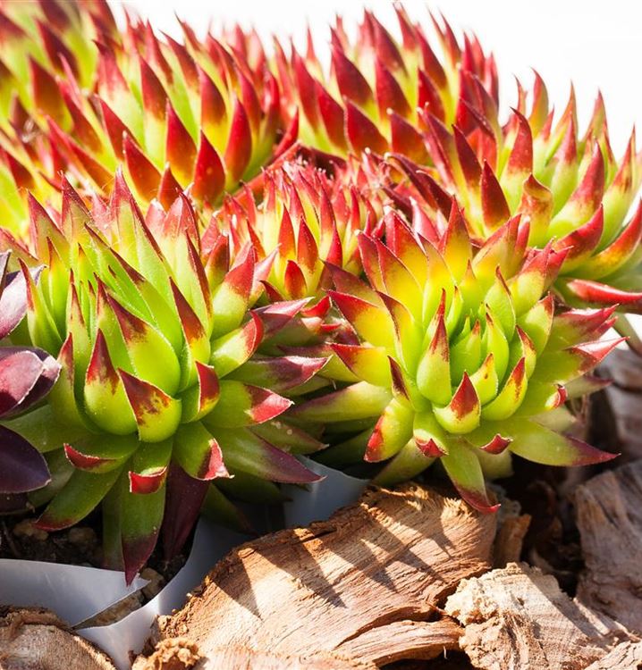 Sempervivum grün- rot