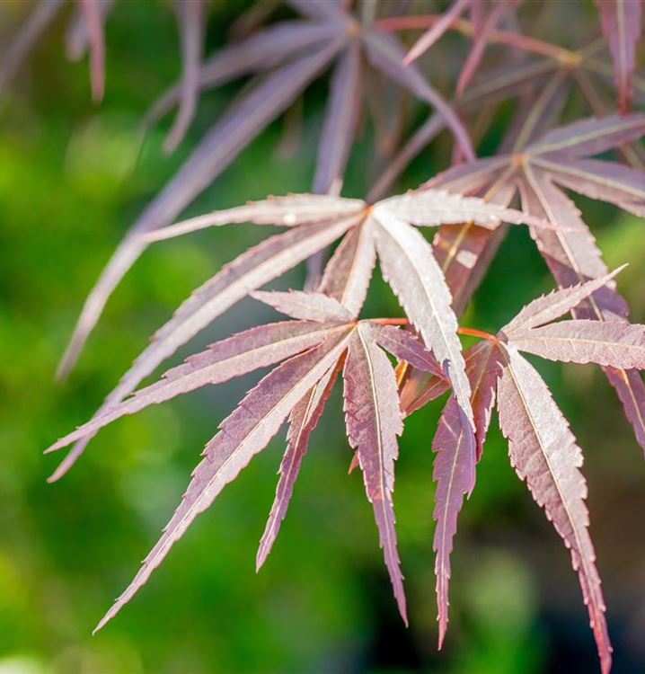 Acer palmatum 'Red Pygmy'