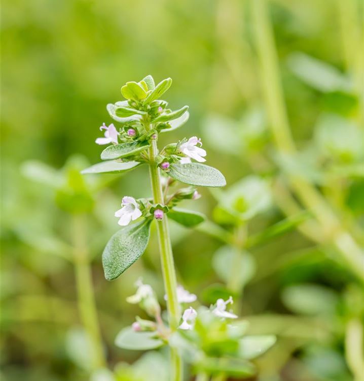 Thymus citriodorus (x)