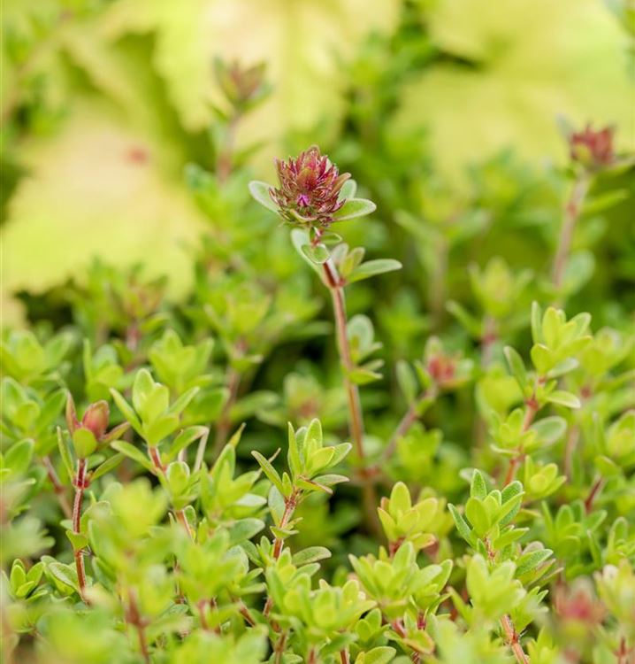 Thymus citriodorus (x)