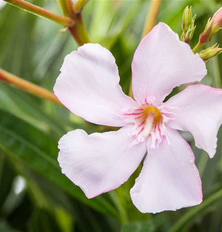 Nerium oleander