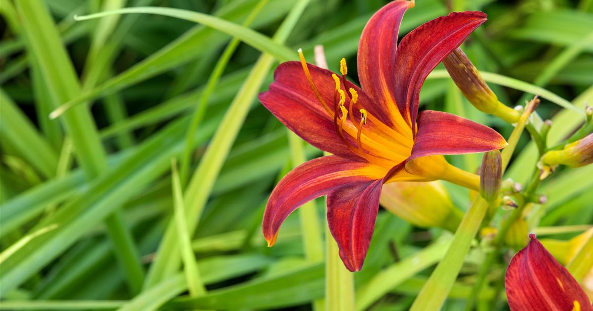 Hemerocallis 'Crimson Pirate'