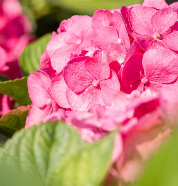 Hydrangea macrophylla 'Bouquet Rose'