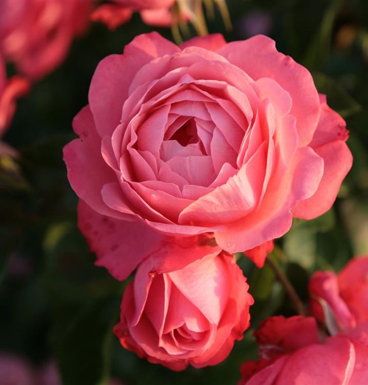 Rosa 'Rosanna'