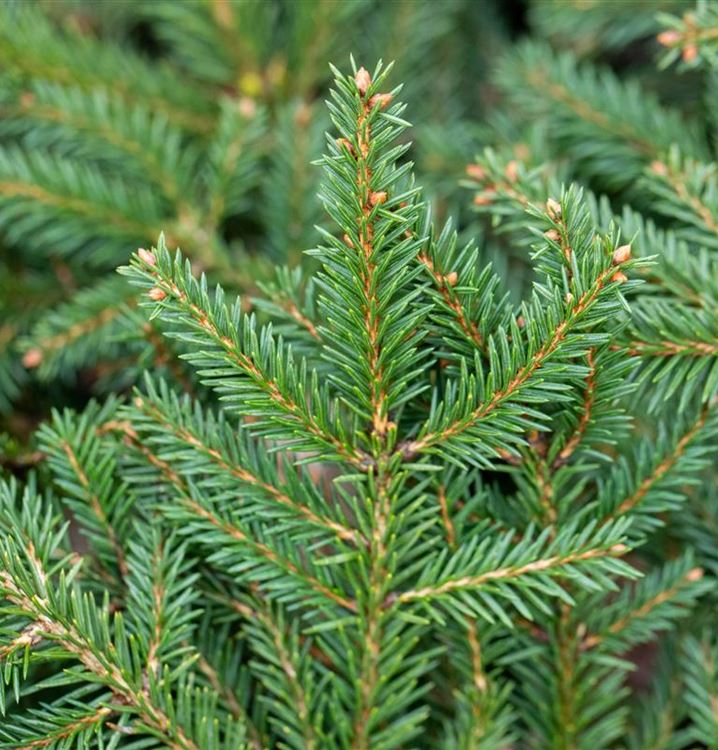 Picea abies 'Procumbens'