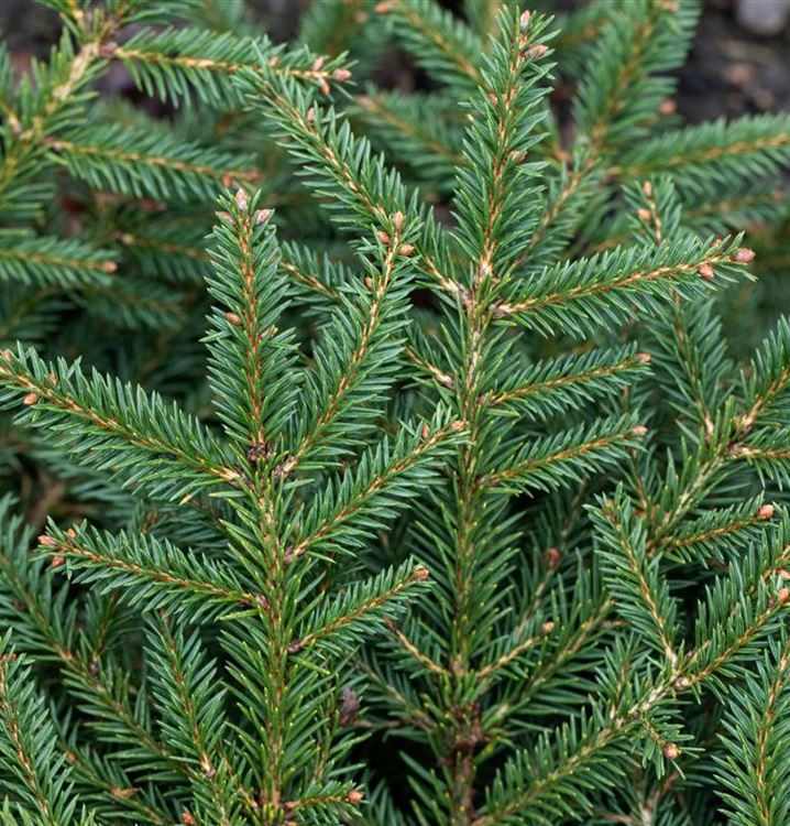 Picea abies 'Procumbens'