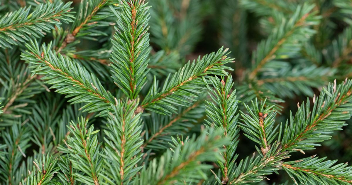 Picea abies 'Pumila Nigra'