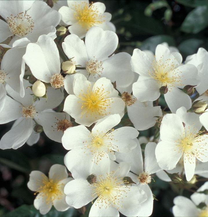 Rosa 'Filipes Kiftsgate'