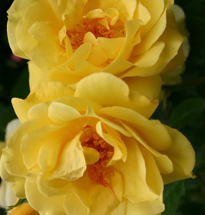 Rosa 'Golden Gate'