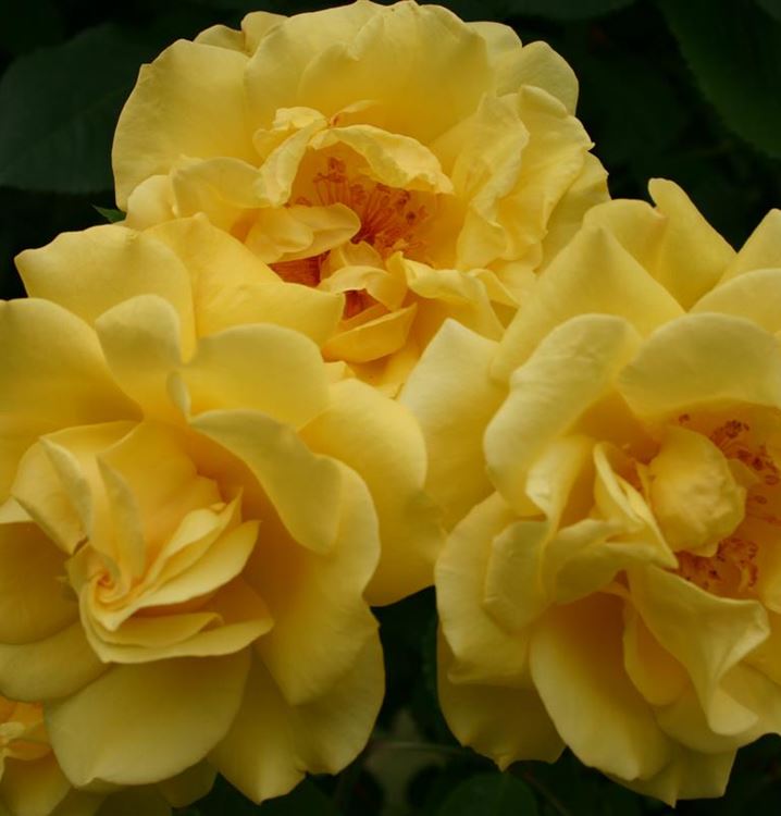 Rosa 'Golden Gate'