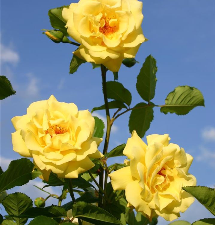 Rosa 'Golden Gate'