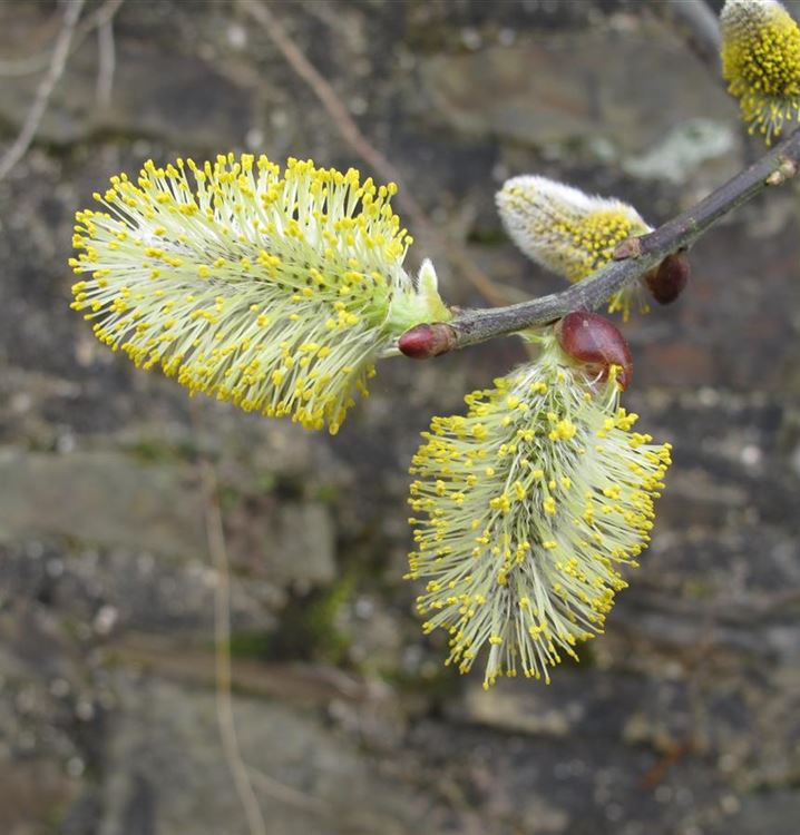 Salix caprea
