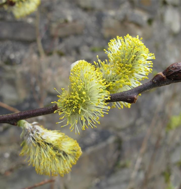 Salix caprea