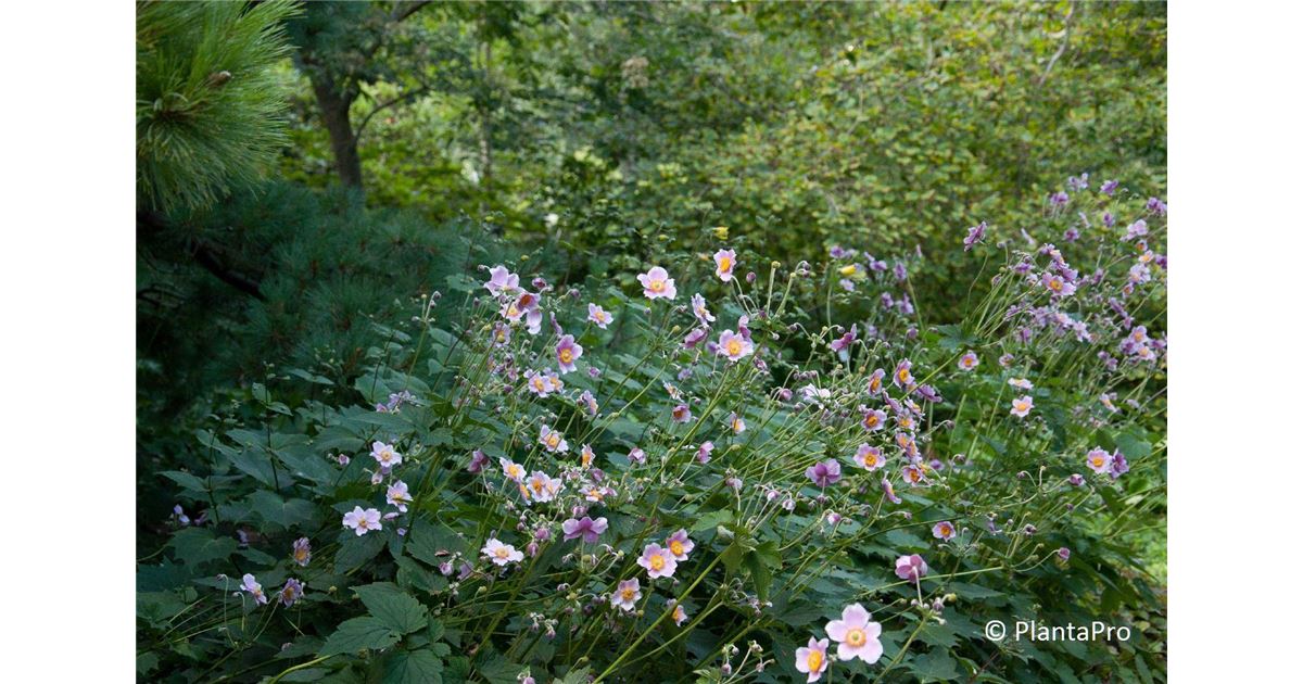 Anemone hybrida (x) 'Robustissima'