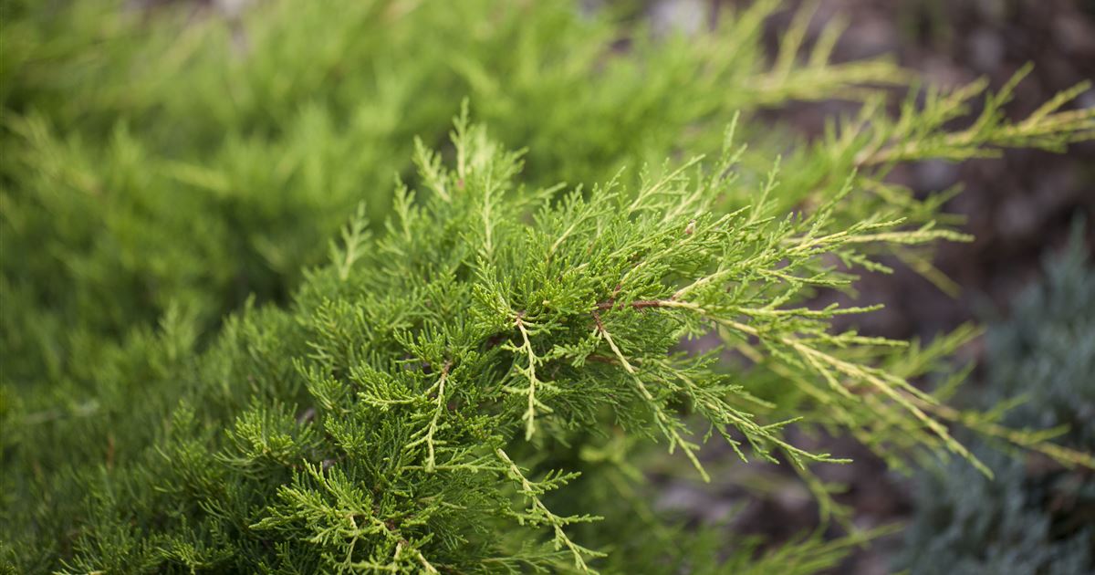 Juniperus pfitzeriana (x) 'Gold Coast'