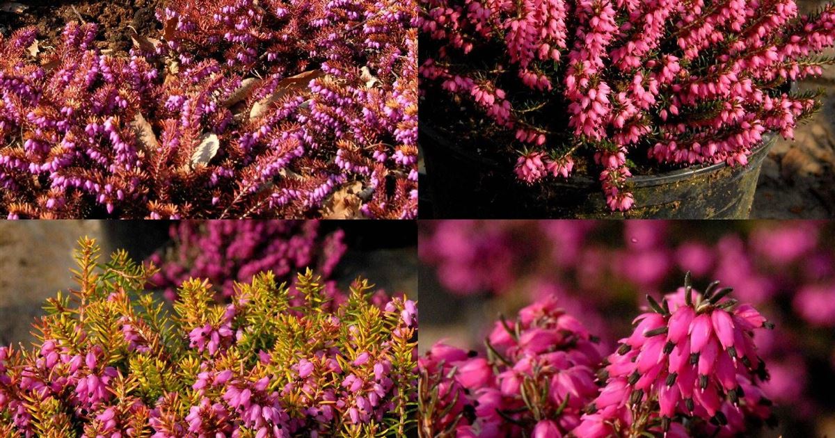 Erica carnea rot