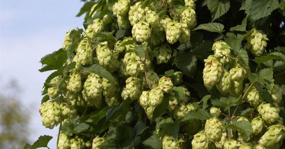 Humulus lupulus