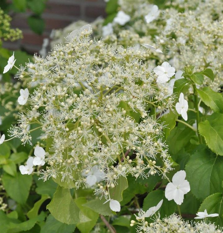 Hydrangea anomala ssp. petiolaris