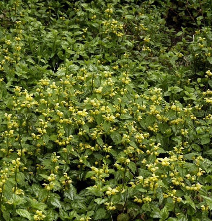 Lamiastrum galeobdolon 'Florentinum'