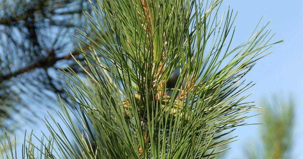 Pinus nigra ssp. nigra